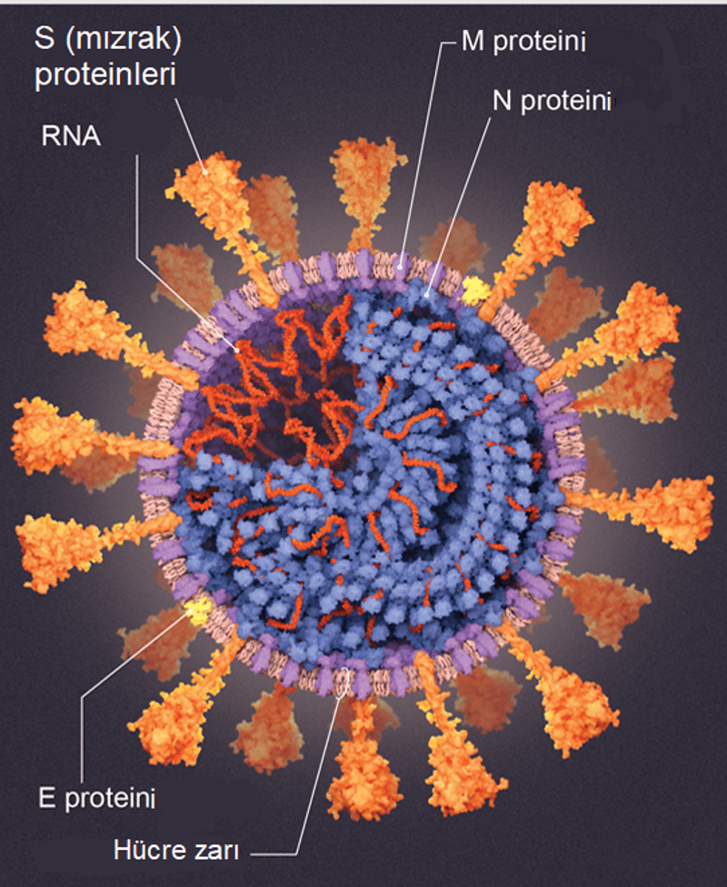Bütün Dünyayı Etkisi Altına Alan SARS-CoV-2'nin İç Yapısına Yolculuk ...