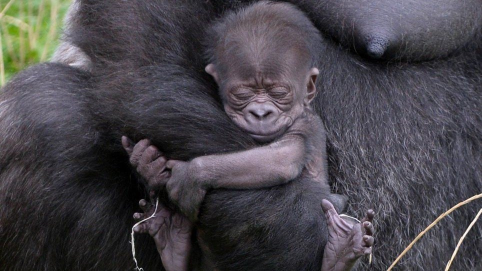 İnsan Harici Maymun Türlerine Bakarak Belki İnsan Olmayı Öğrenebiliriz ...