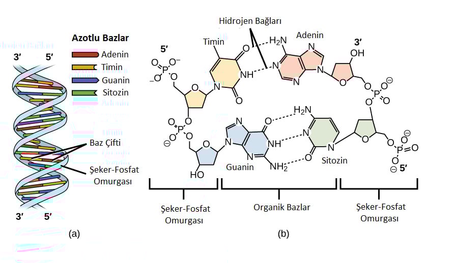 DNA'nın Yapısı Nasıldır? "Çift Sarmal" Ne Demek? - Evrim Ağacı