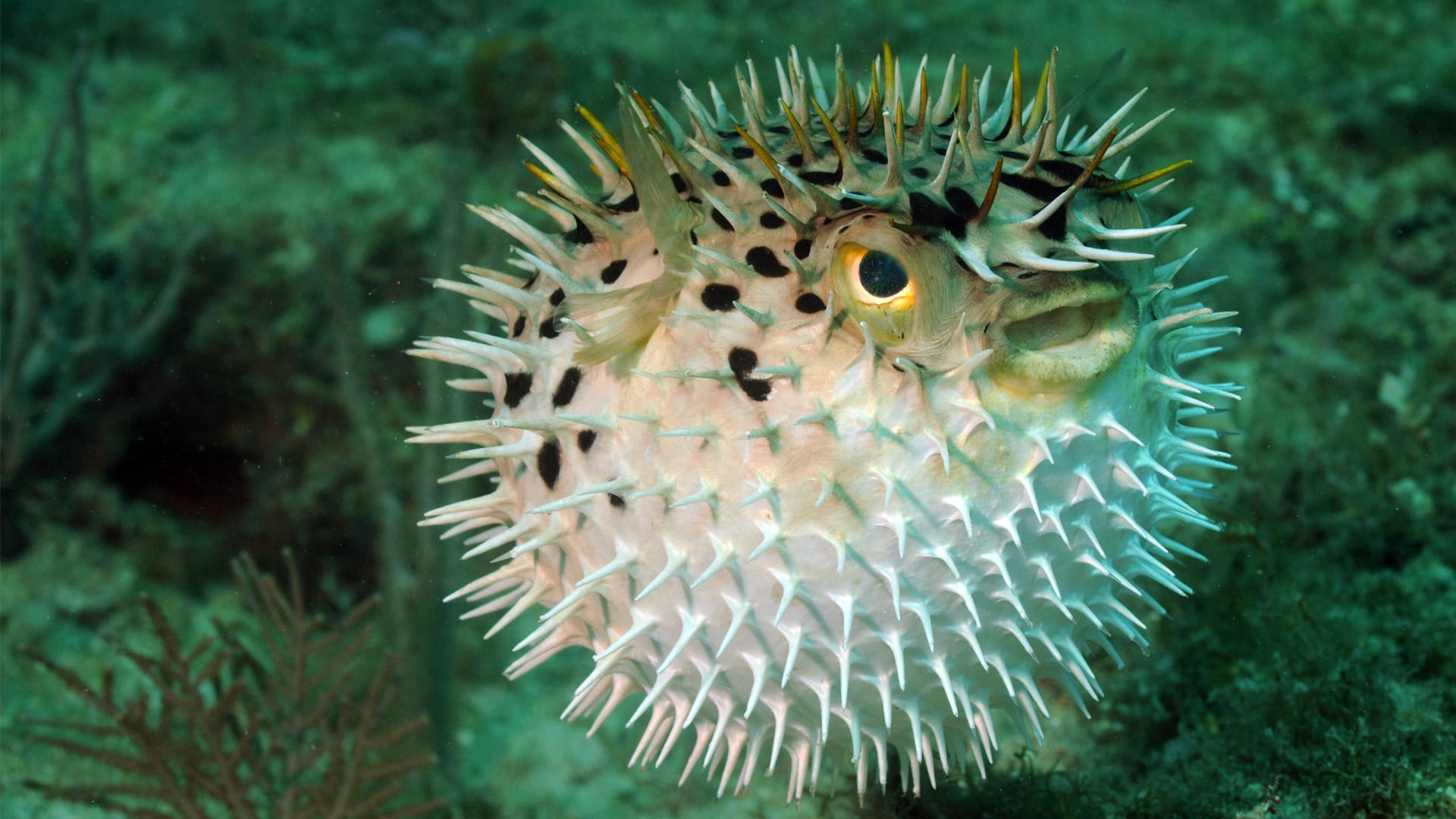 Balon Balıkları (Pufferfish): İnsanlar, Zehirli Bir Balığı Nasıl ...