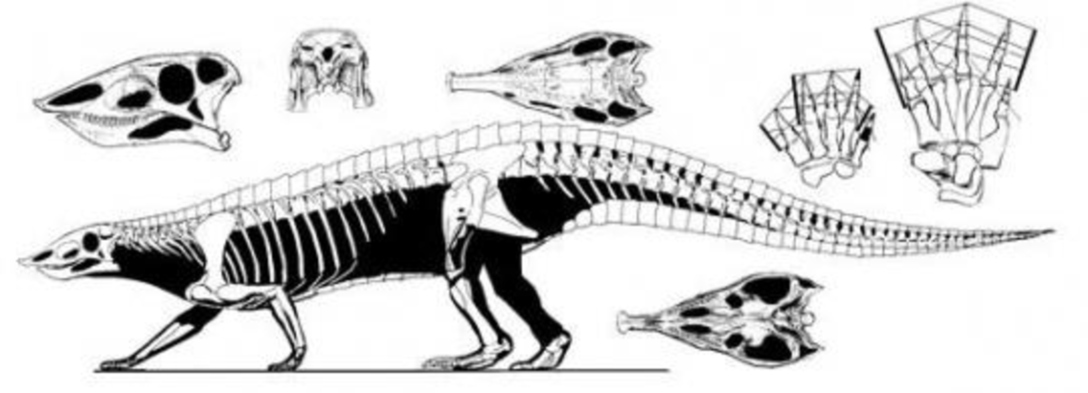 Timsahlar ve Yakın Akrabalarının Evrimi - Evrim Ağacı