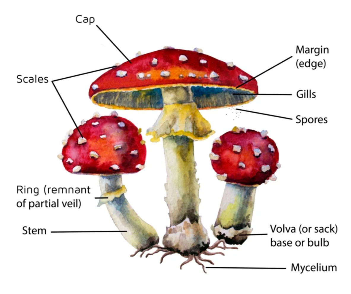 Mantar Avcılığı: Türkiye'nin Yenilebilir Beş Mantar Türü - Evrim Ağacı