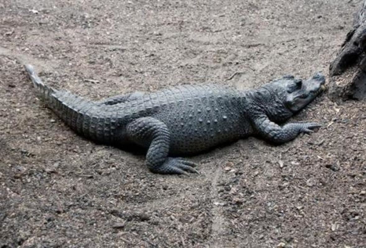 Timsahlar ve Yakın Akrabalarının Evrimi - Evrim Ağacı