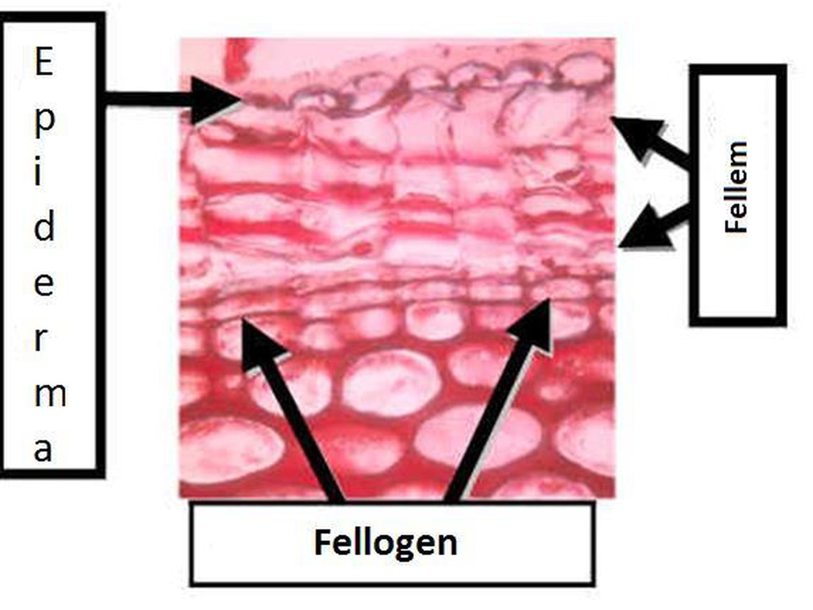 Bitkiler (Plantae) - Evrim Ağacı