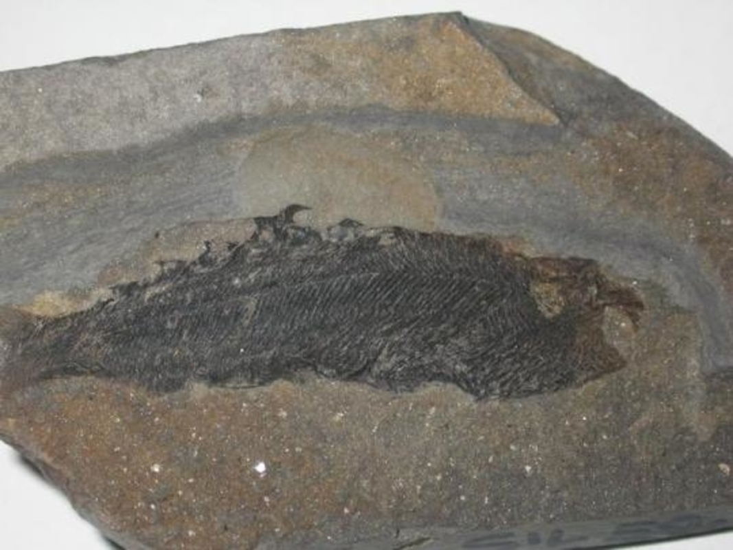 Evrimsel Süreç - 5: Büyük Ara Türler Atlası (Cilt 1) - Evrim Ağacı