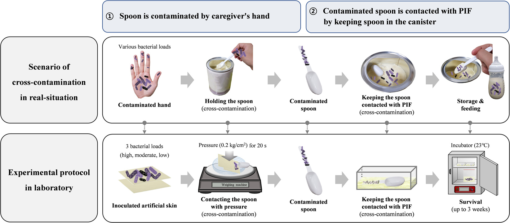 Cronobacter Nedir? Toz Bebek Mamalarında Görülen Cronobacter ...