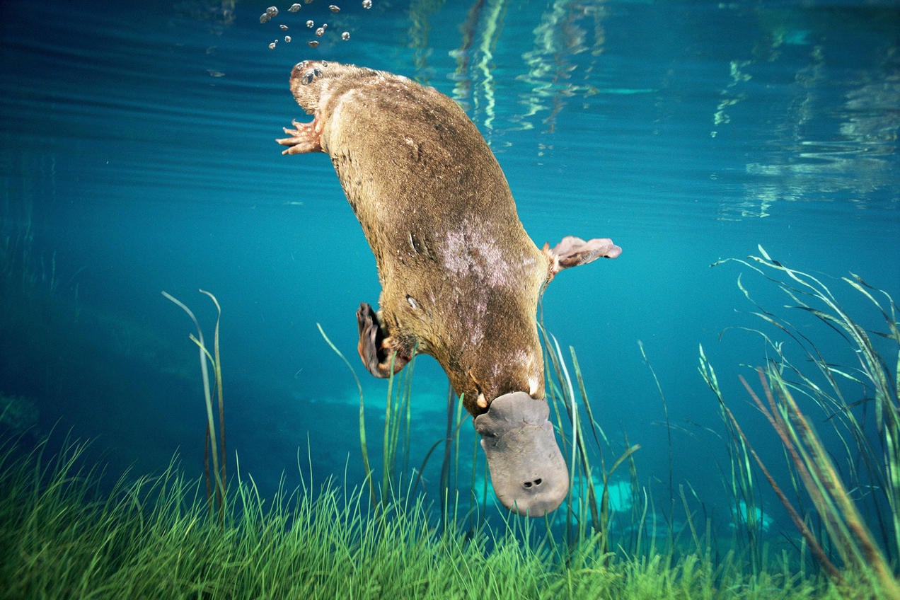 Ornitorenk (Platypus) Nedir? Ornitorenk, Memeli Hayvanların Evrimi ...