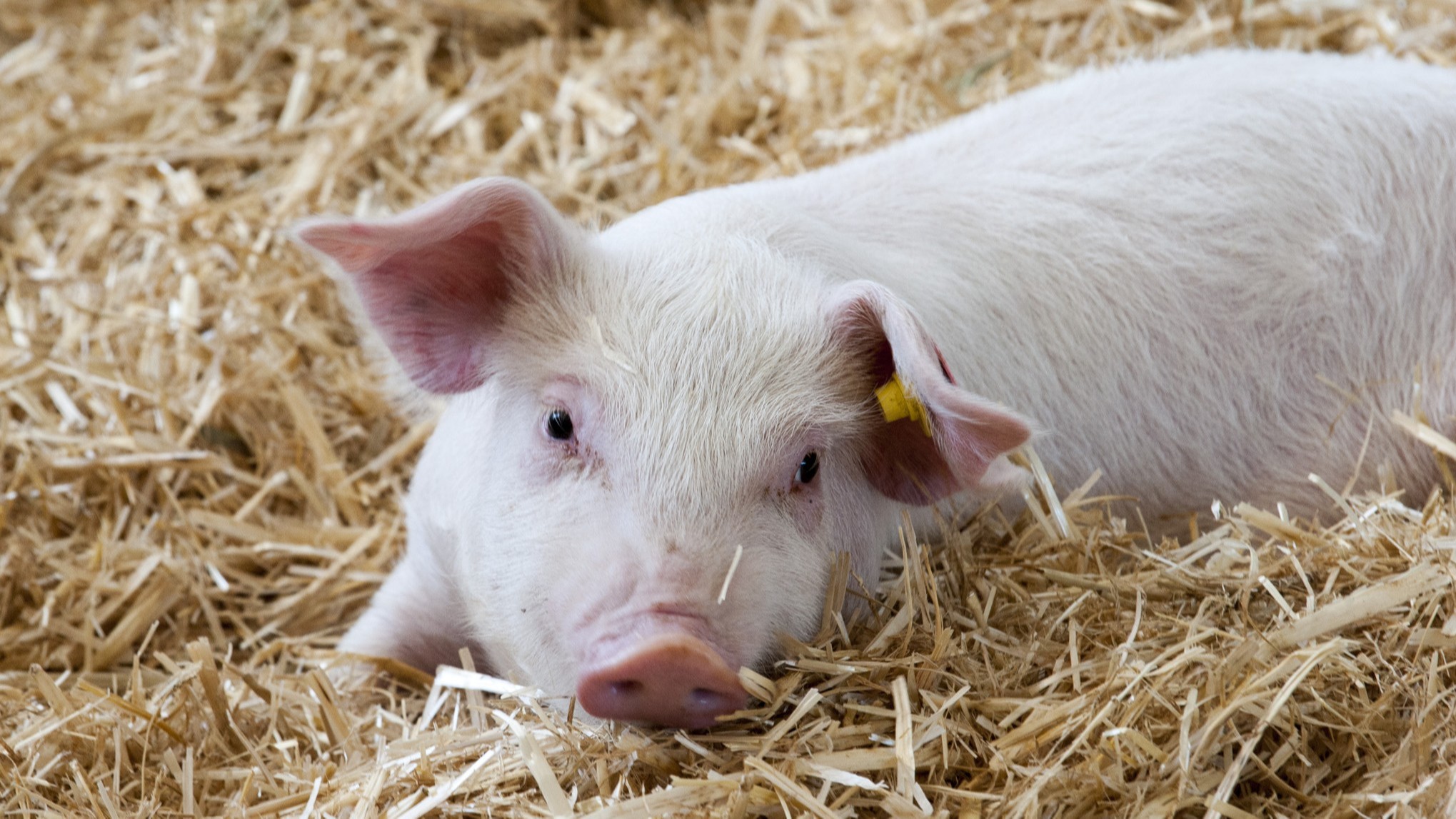 Domuz Akut İshal Sendromu (SADS-CoV) Koronavirüs Hastalığı Nedir ...