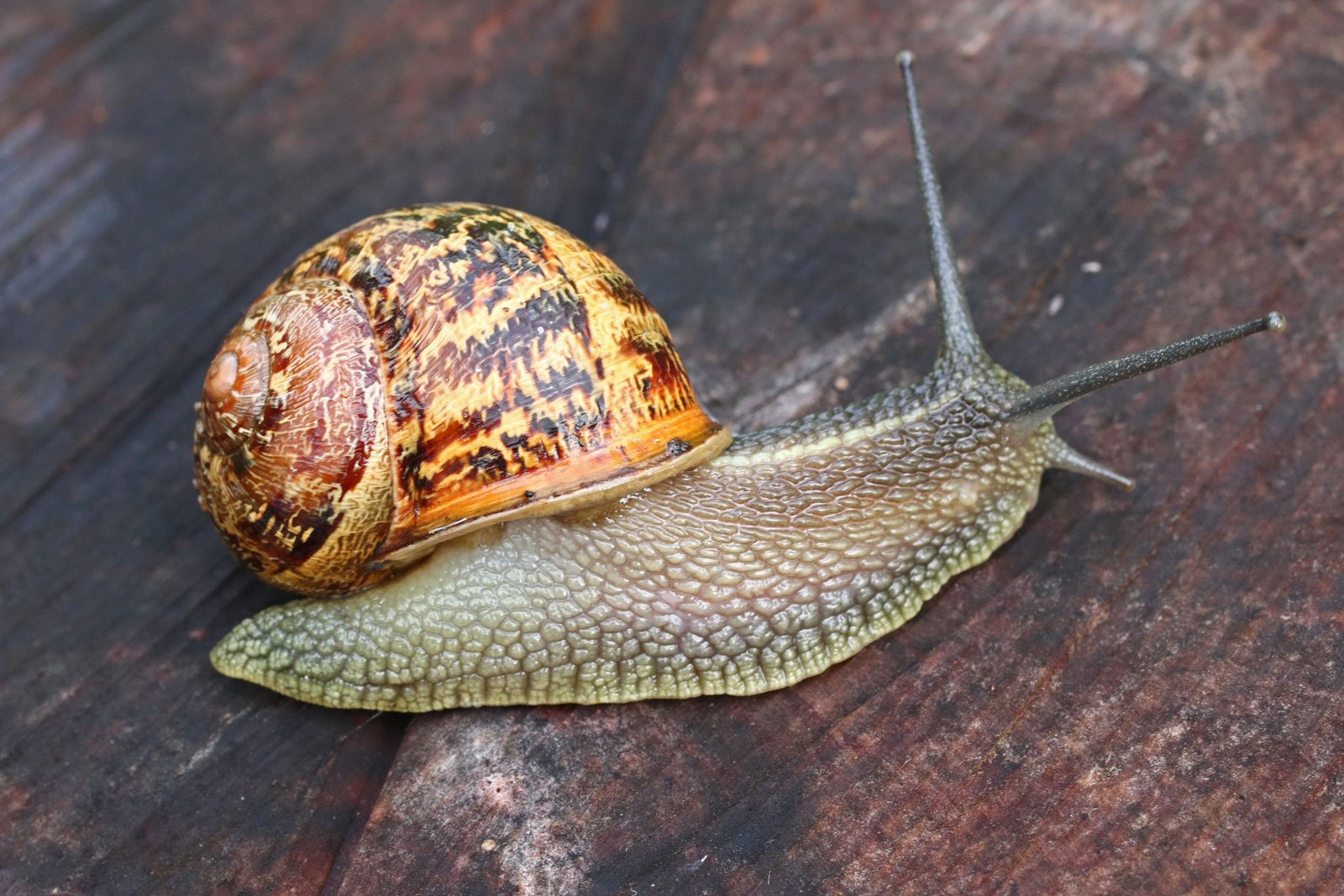 The Interesting World of Snails: What Do Know About Them? - Evrim Ağacı