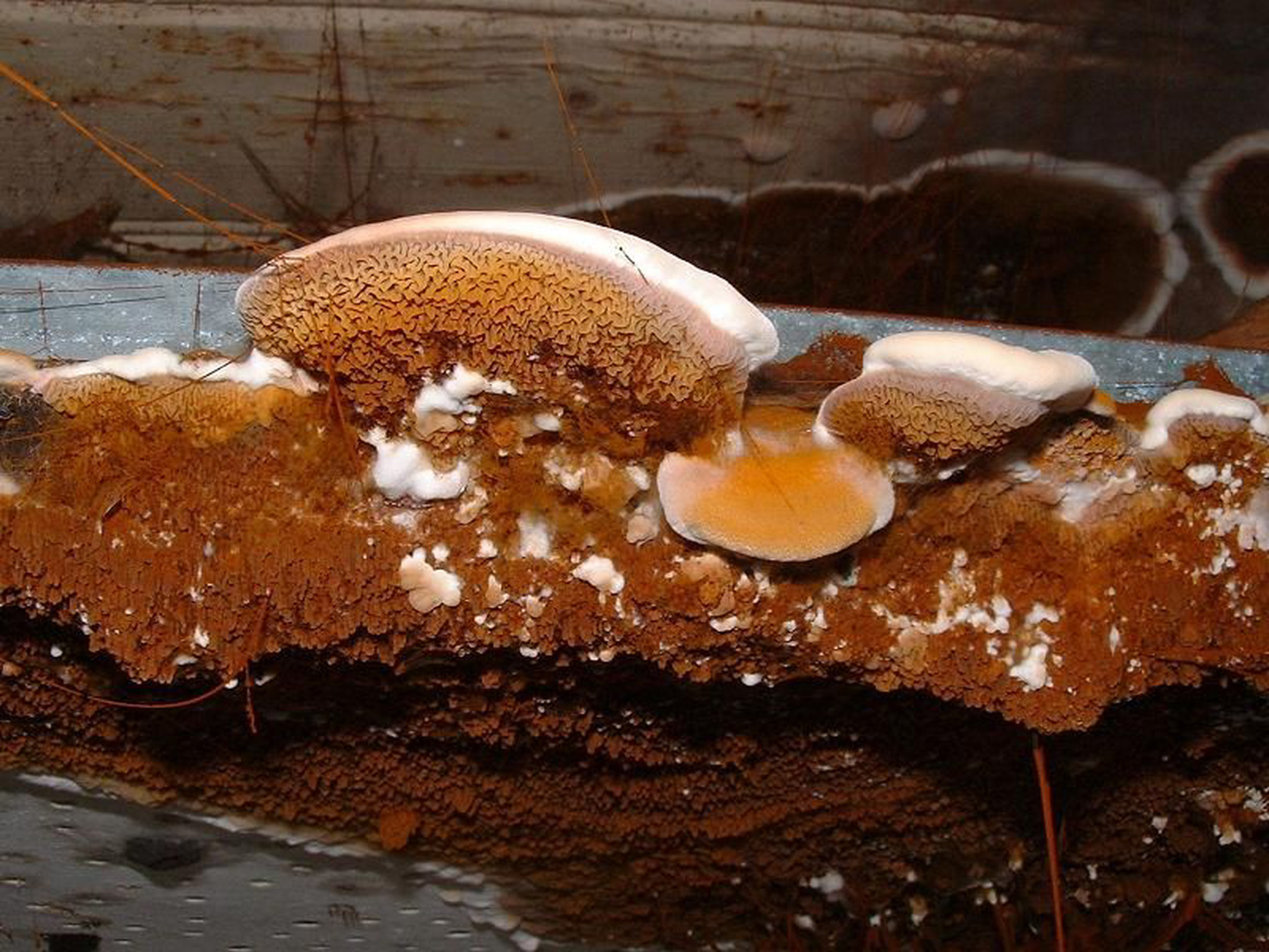 Kuru Çürüklük Mantarı (Serpula lacrymans) - Evrim Ağacı