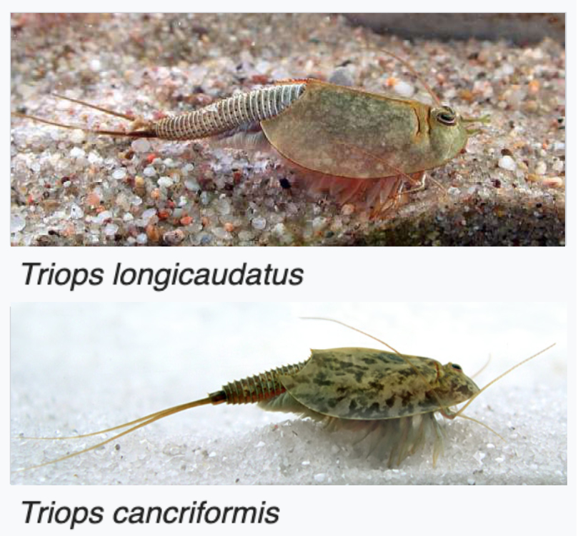 İran'da Bulunan "Yaşayan Fosil": Uzunkuyruklu İribaş Karidesi! - Evrim ...