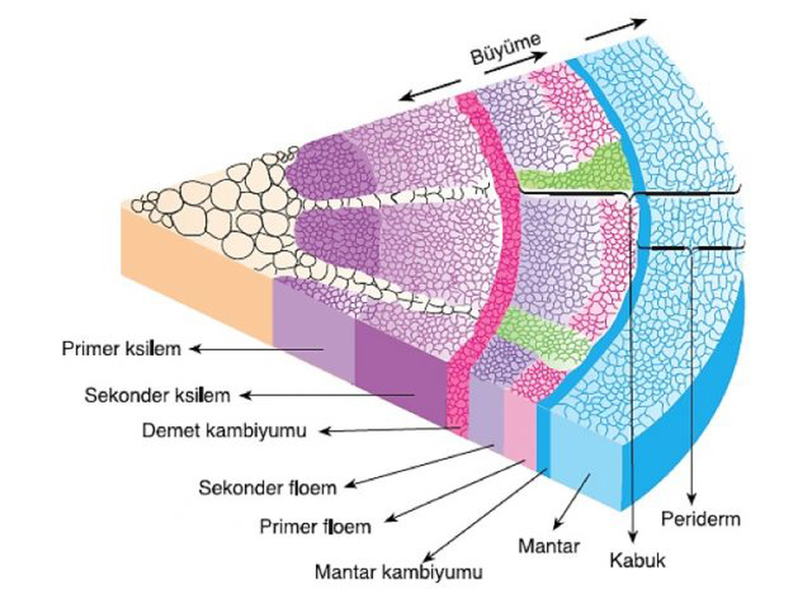 Bitkiler (Plantae) - Evrim Ağacı