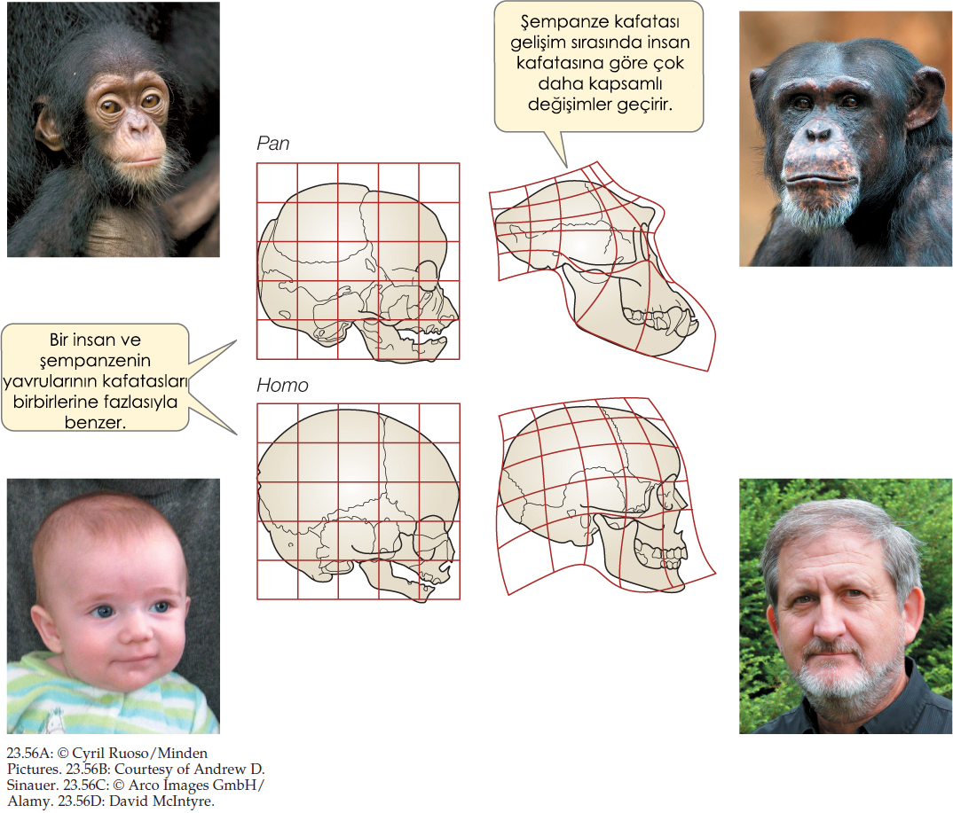 Heterokroni, Neoteni (Çocuk Görünümlülük) ve Sıçramalı Evrim - Evrim Ağacı