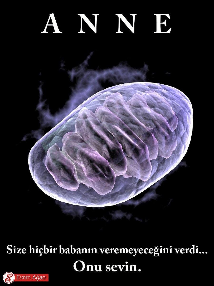 Mitokondriyal DNA (mtDNA) Nedir? Nasıl Kullanılır? - Evrim Ağacı