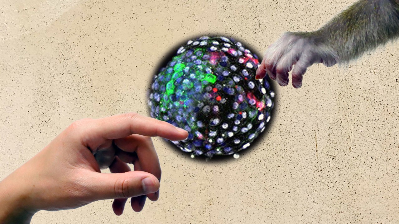 İnsan ve Maymun Melezi Olan İlk Embriyo Başarıyla Üretildi! - Evrim Ağacı