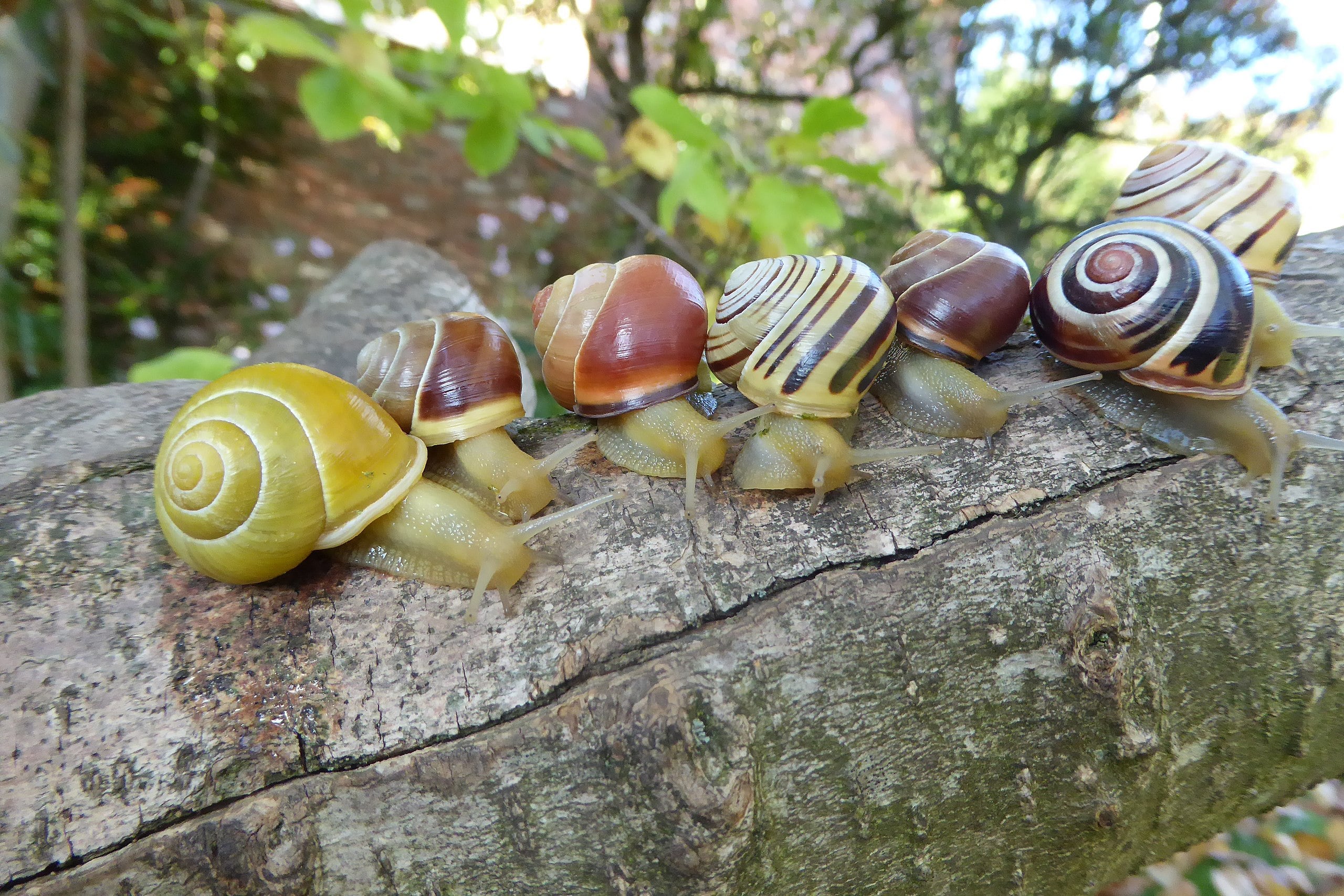 The Interesting World of Snails: What Do Know About Them? - Evrim Ağacı