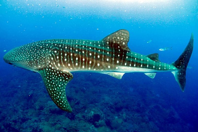 Balina Köpek Balığı - Evrim Ağacı