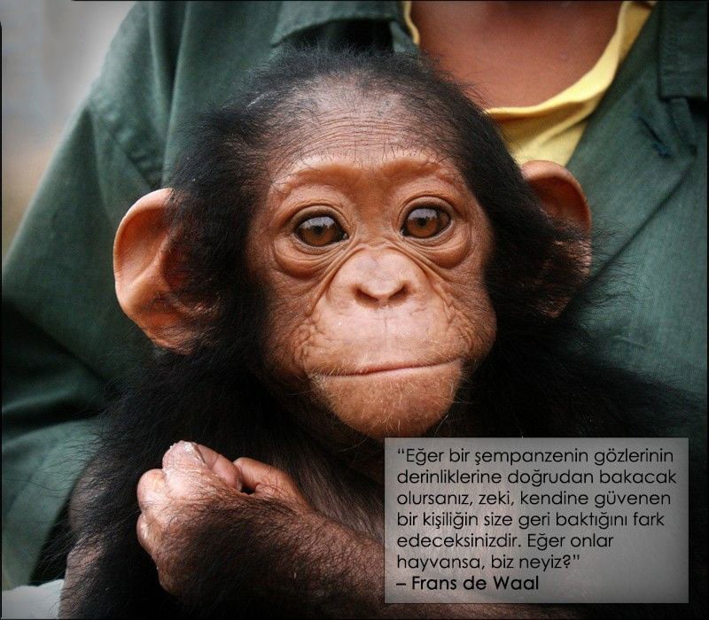 İnsan, Düşünebilen Tek Hayvan Türü mü? İnsan Harici Hayvanların Bilinci ...