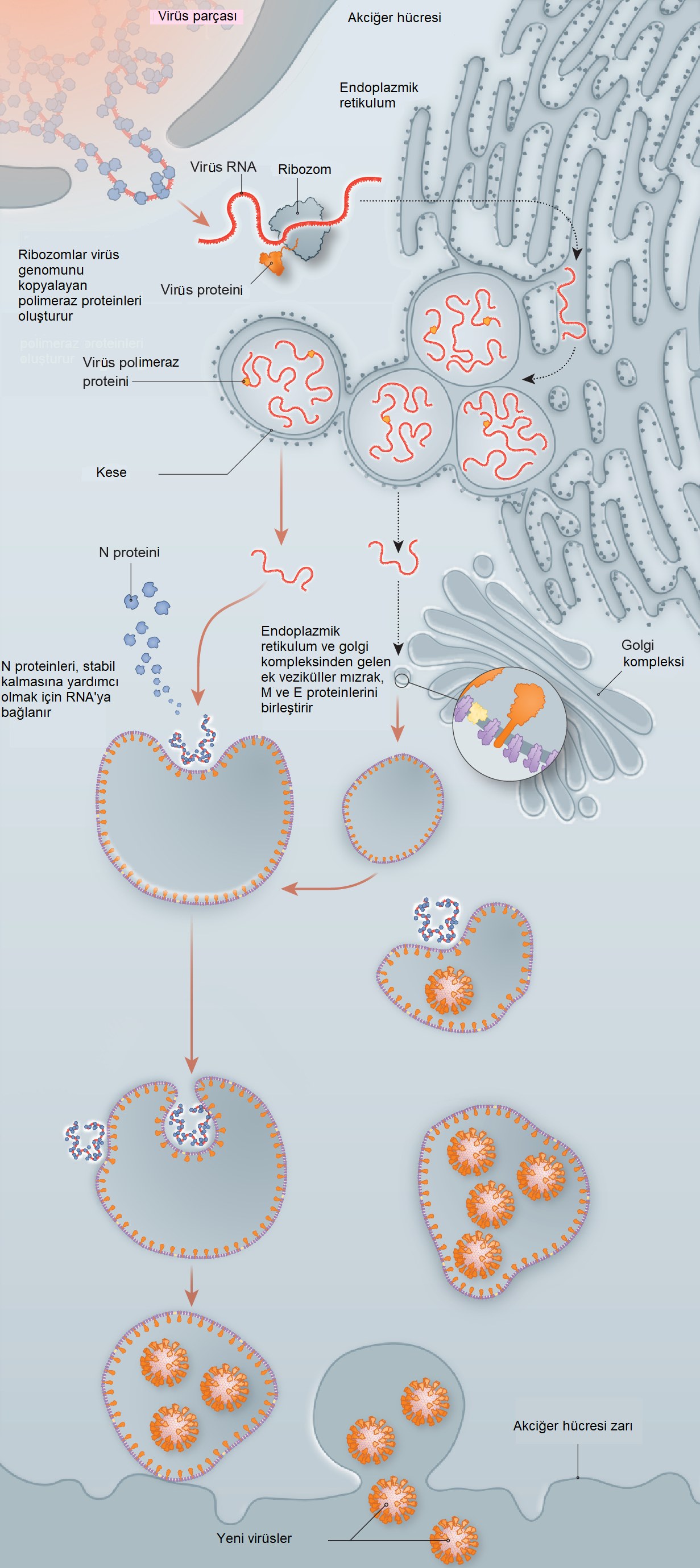 Bütün Dünyayı Etkisi Altına Alan SARS-CoV-2'nin İç Yapısına Yolculuk ...