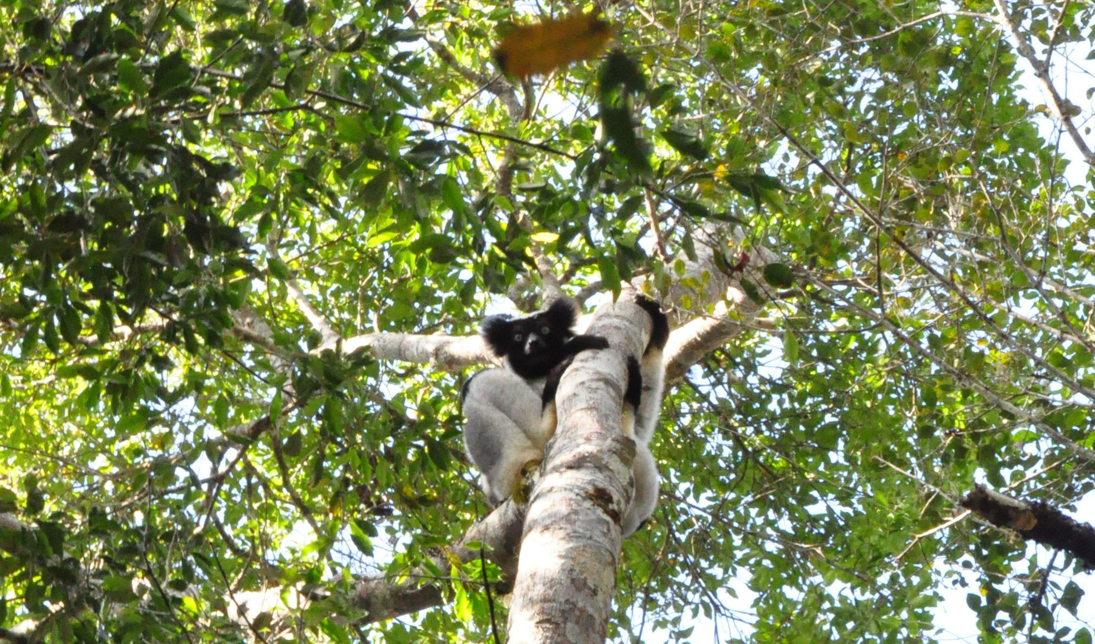 İndri (Indri indri) - Evrim Ağacı