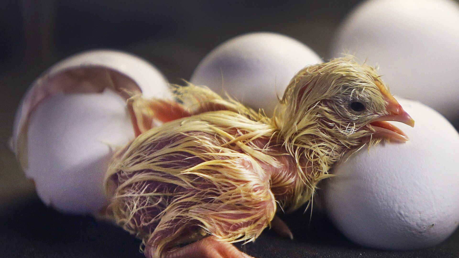 Are the eggs we eat unborn chicks? How can we know if an egg is ...