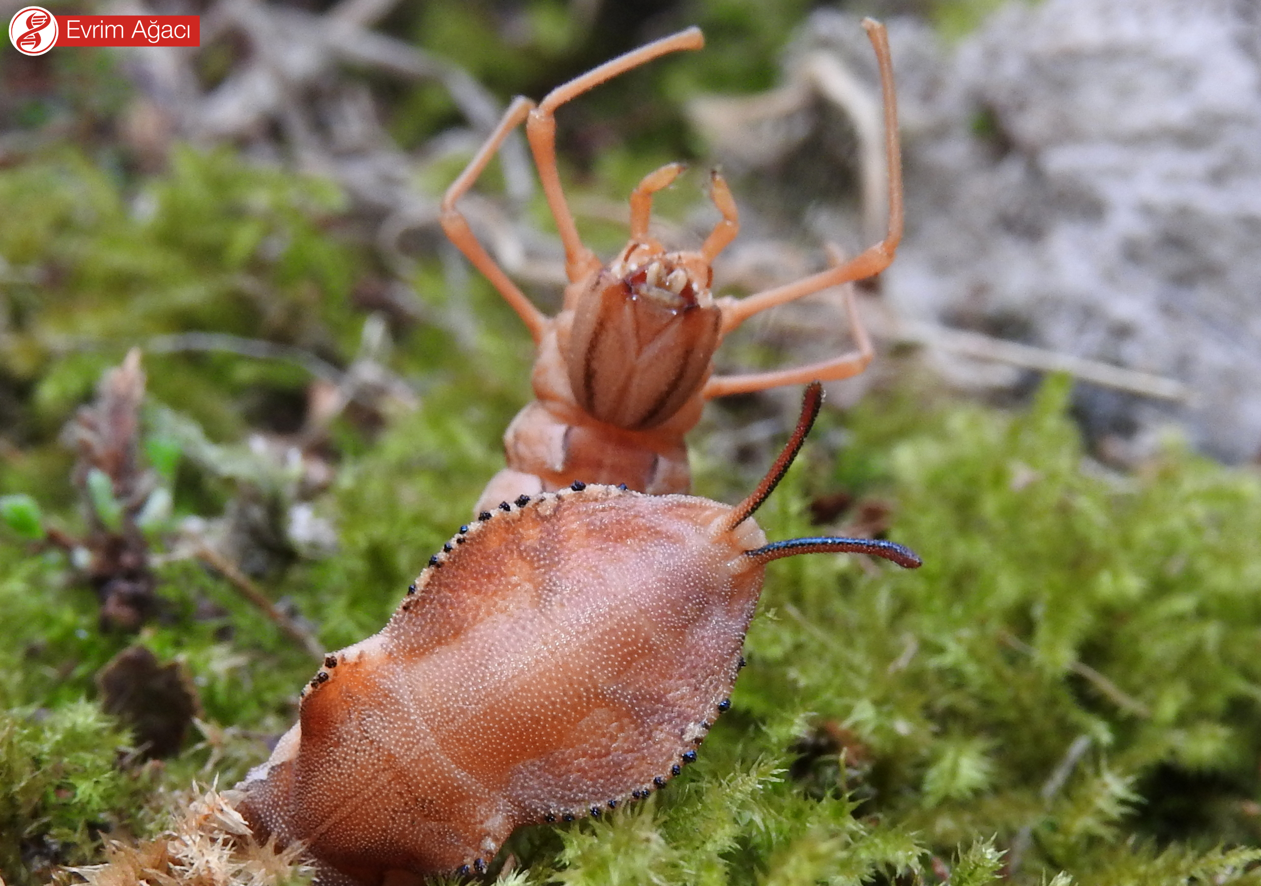 Istakoz güvesi (Stauropus fagi) - Evrim Ağacı
