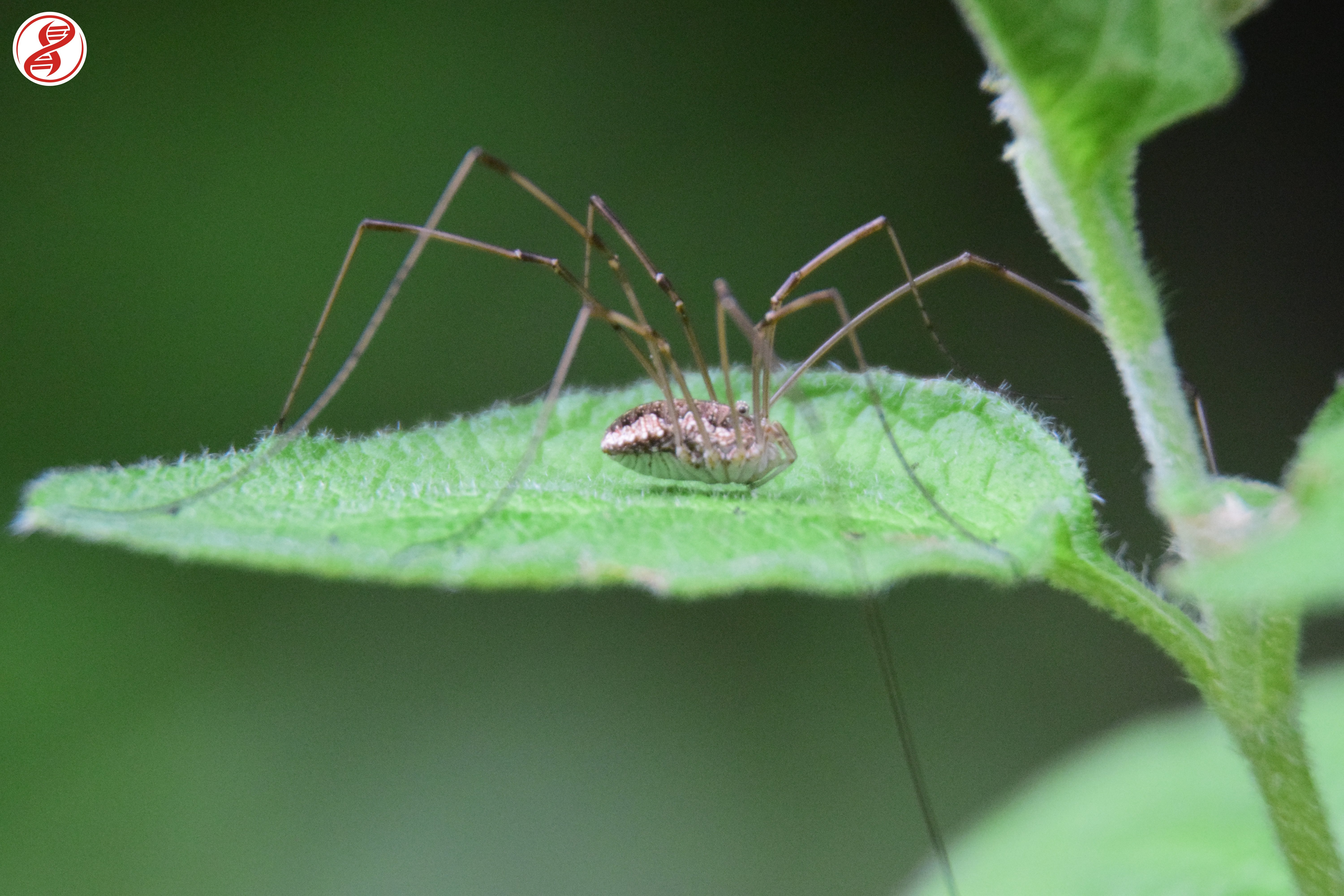 Otbiçen (Opiliones) - Evrim Ağacı