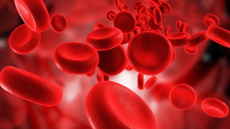 Human Blood: What Color is Our Blood? Is It Actually Blue? - Evrim Ağacı