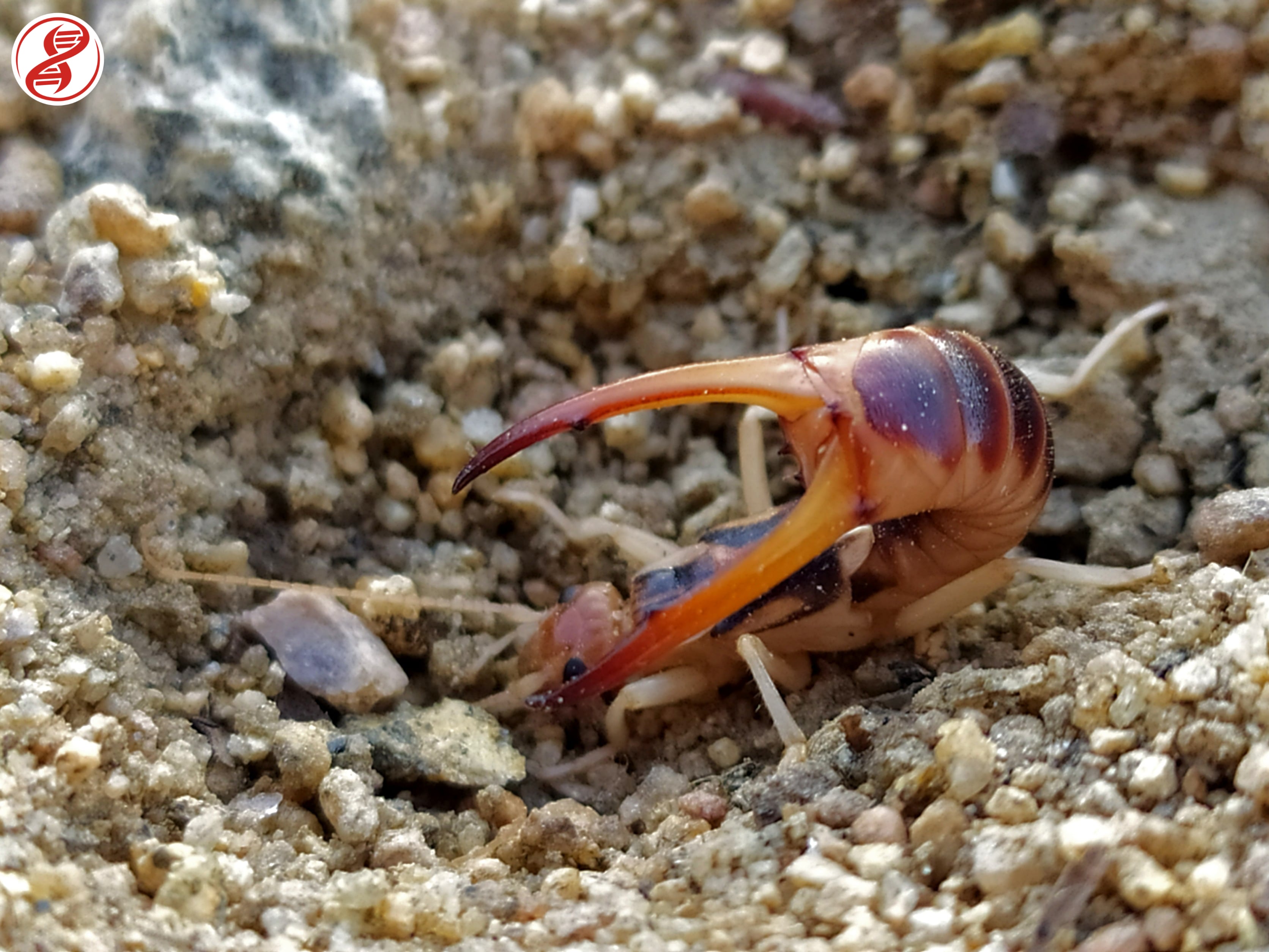 Kulağakaçanlar (Dermaptera) - Evrim Ağacı