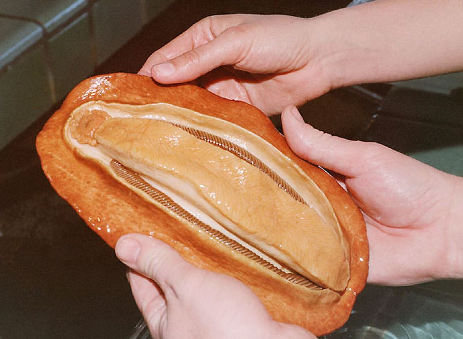 Kiton (Polyplacophora) - Evrim Ağacı