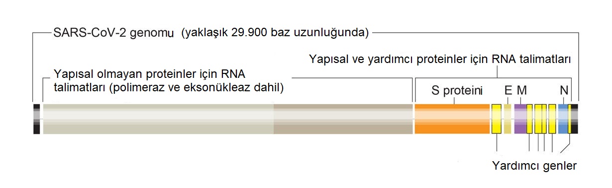 Bütün Dünyayı Etkisi Altına Alan SARS-CoV-2'nin İç Yapısına Yolculuk ...