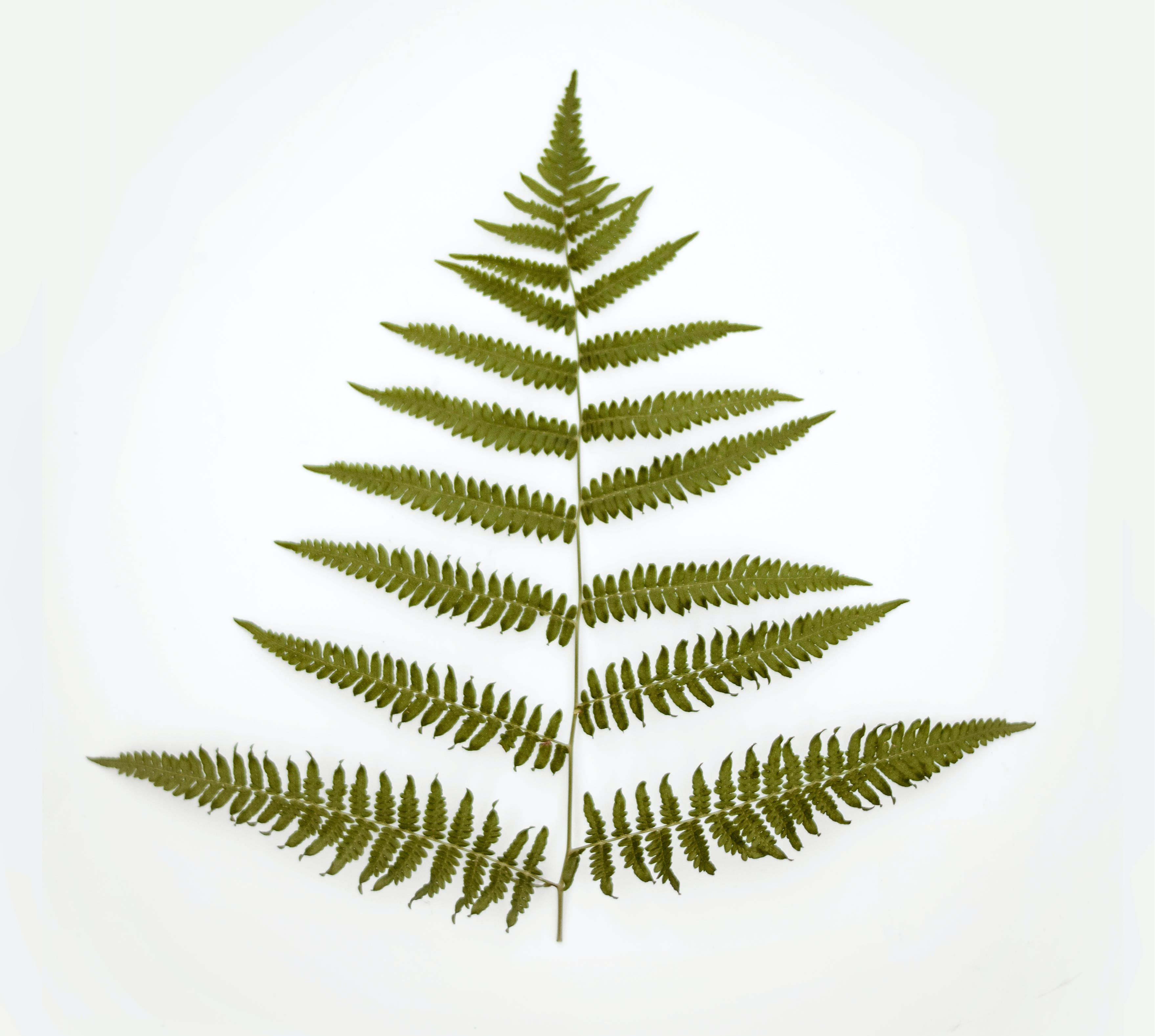 Etobur Bitkilerin Anatomik Özellikleri Nedir? Türleri ve Yaşam ...