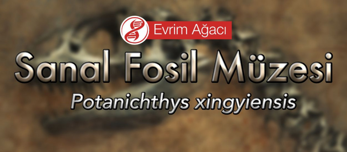 Potanichthys xingyiensis (Uçan Balıkların Kuzeni) - Evrim Ağacı