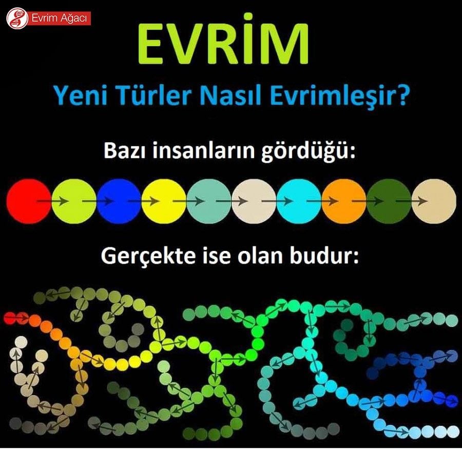 Evrimin İşleyişi - 3: Bir Canlının Ebeveyni de, Çocuğu da Kendisi İle ...