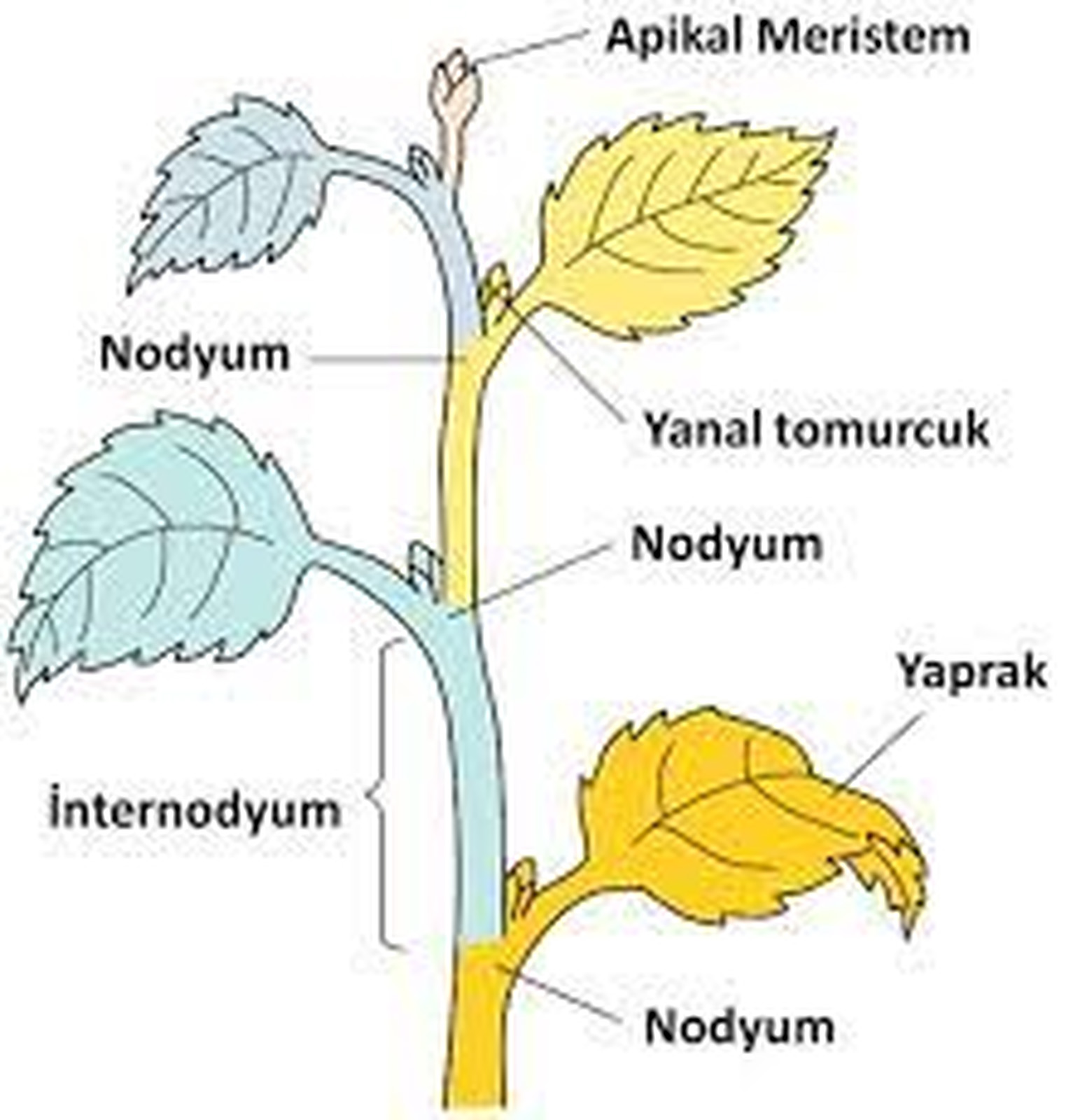 Bitkiler (Plantae) - Evrim Ağacı