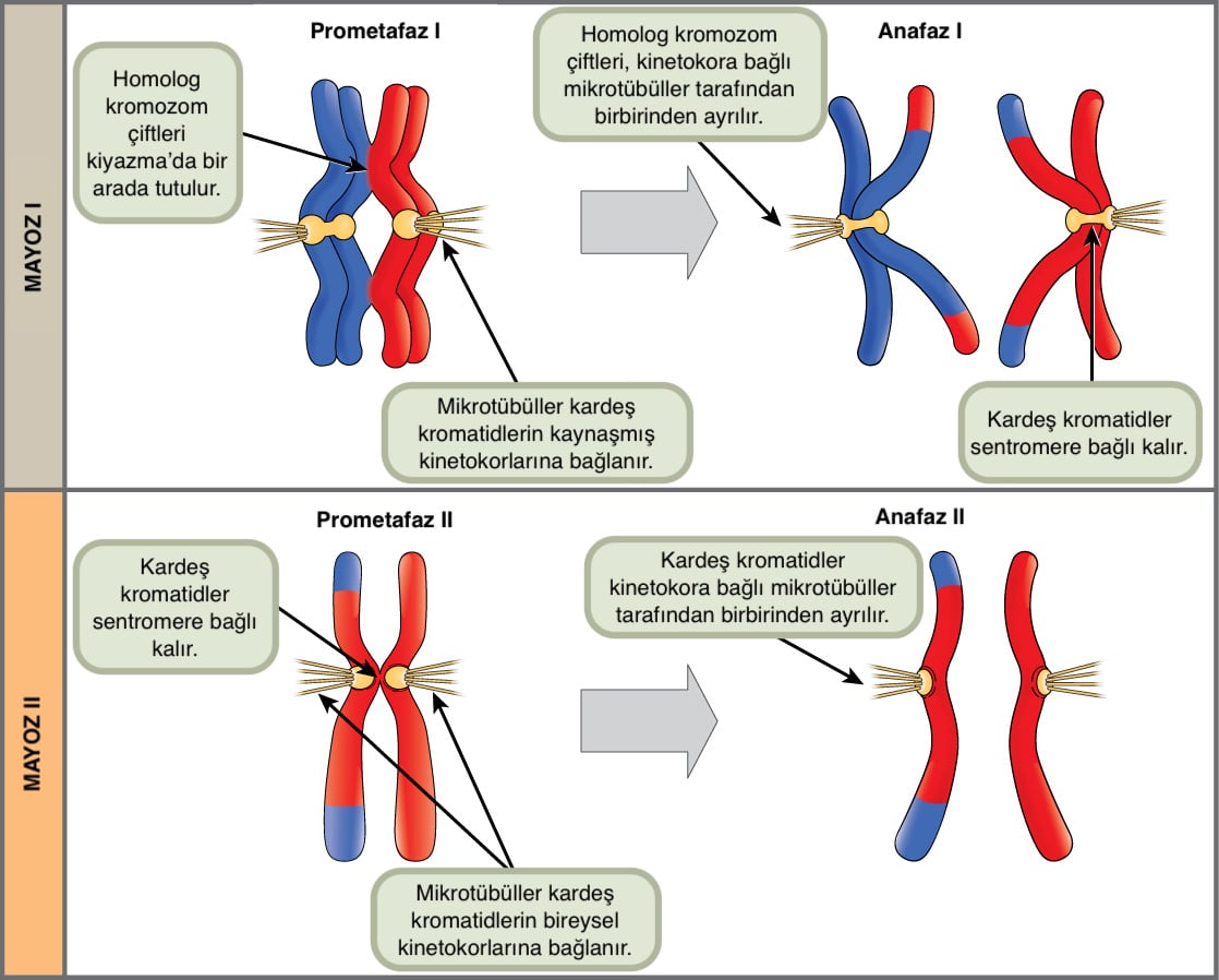Mayoz Bölünme Nedir? Eşeyli Üreyen Türlerde Kromozom Sayısı Nasıl ...