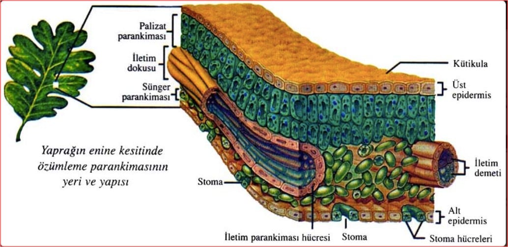 Bitkiler (Plantae) - Evrim Ağacı