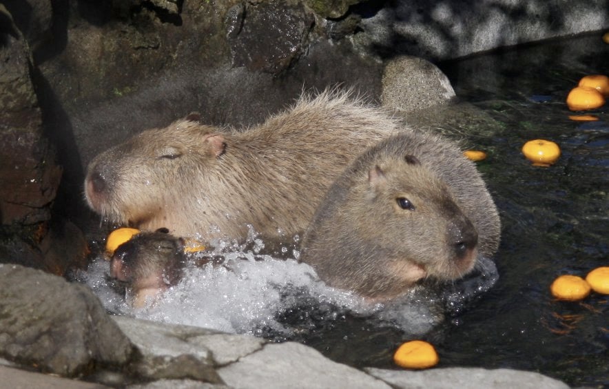 Kapibara (Hydrochoerus hydrochaeris) - Evrim Ağacı