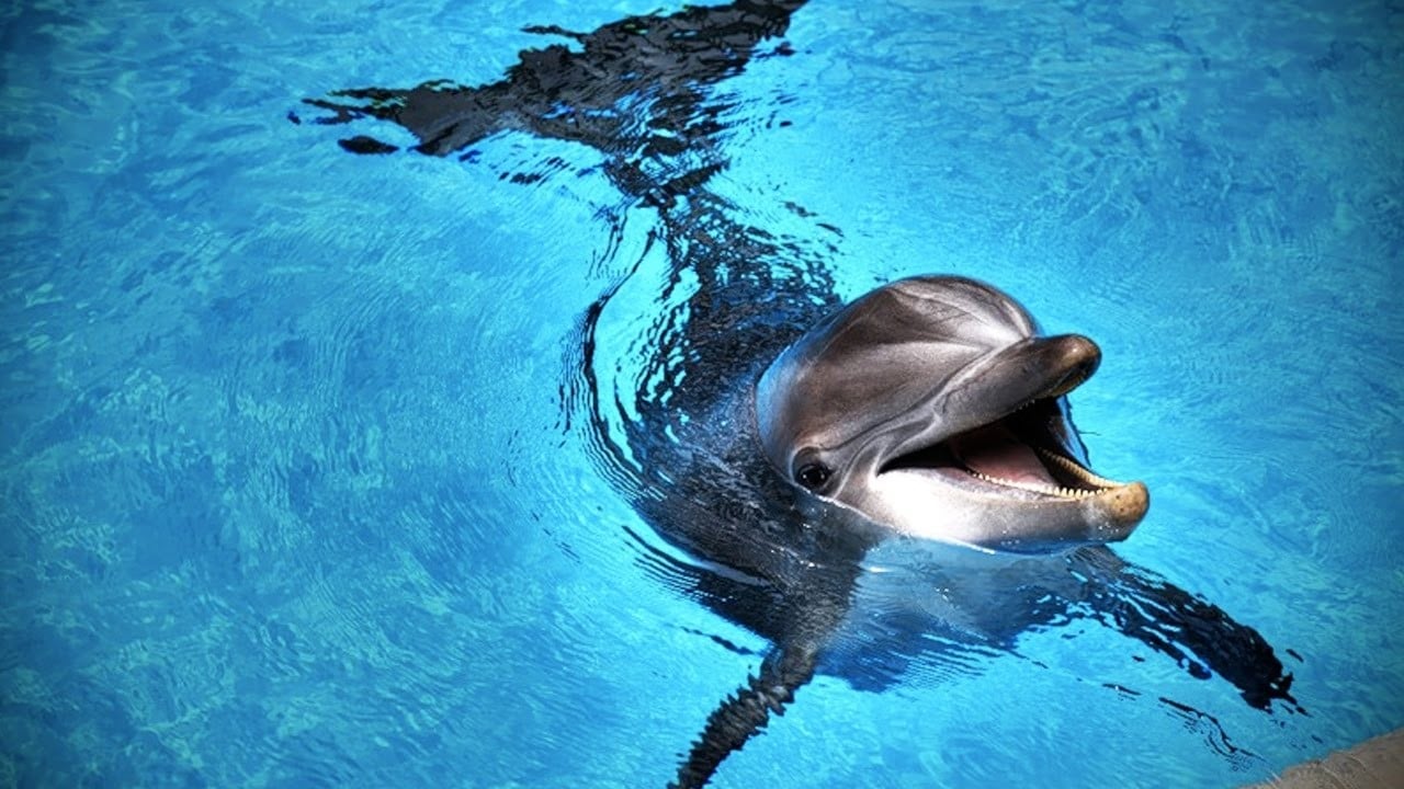 Yunuslarla İlgili Gerçekler: "Hayır, Yunuslar Onları Hapsettiğinizde ...