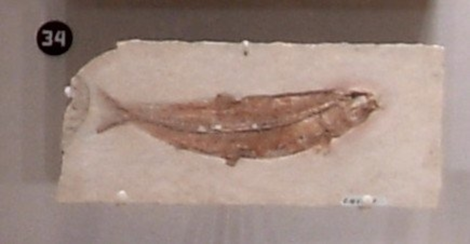 Evrimsel Süreç - 5: Büyük Ara Türler Atlası (Cilt 1) - Evrim Ağacı