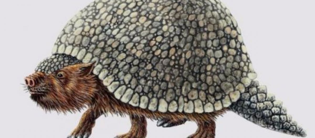 Glyptodon - Evrim Ağacı