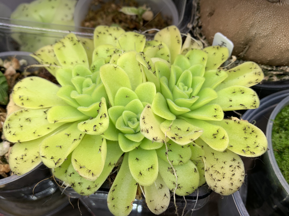 Etobur Bitkilerin Anatomik Özellikleri Nedir? Türleri ve Yaşam ...