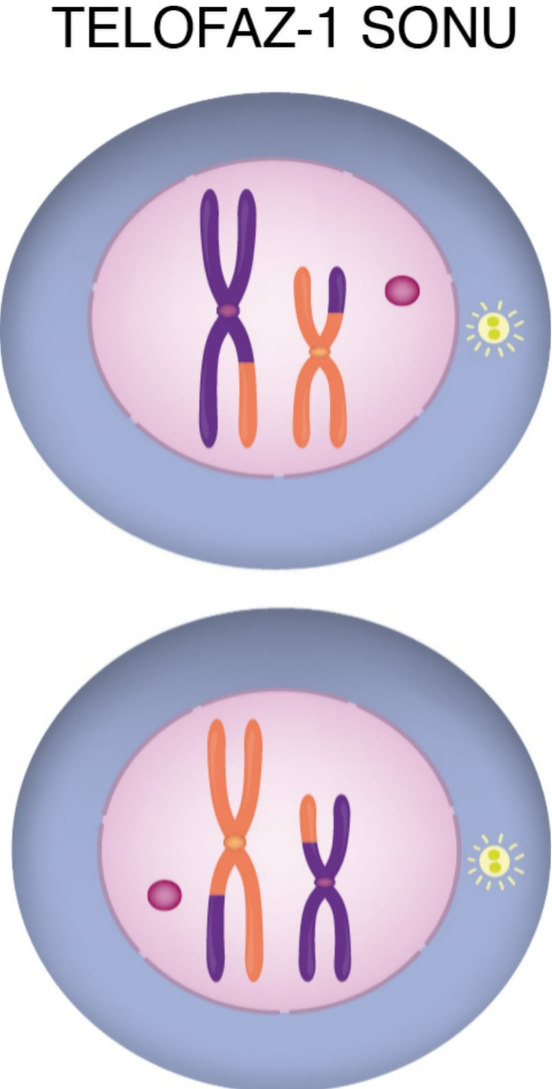 Hücre Bölünmesi - Evrim Ağacı