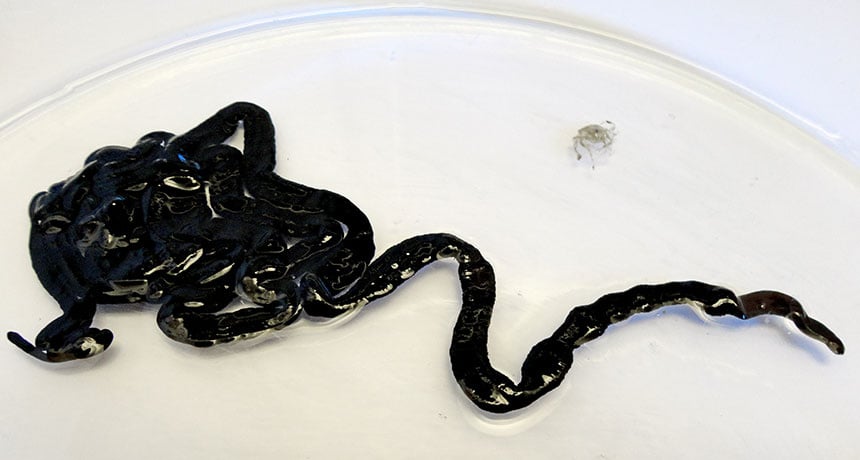 Bootlace solucanı nerelidir,nasıl avlanır, özellikleri nelerdir? | Soru ...