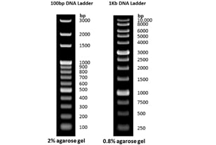 Bu DNA parçalarının kaç base pair (baz çifti- bp) olduğunu nasıl ...